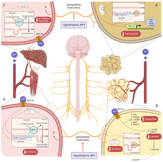 Biomedicines | Free Full-Text | The Bidirectional Relationship of NPY ...