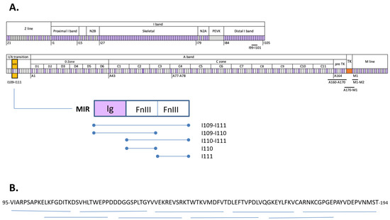Immunological and Structural Characterization of Titin Main Immunogenic ...