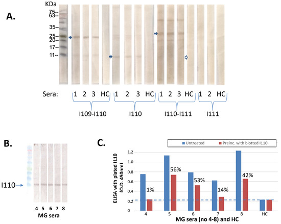Immunological and Structural Characterization of Titin Main Immunogenic ...