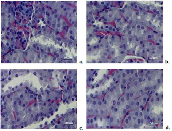 Biomedicines | Free Full-Text | Synthesis, Characterization and Biocompatibility Evaluation of ...