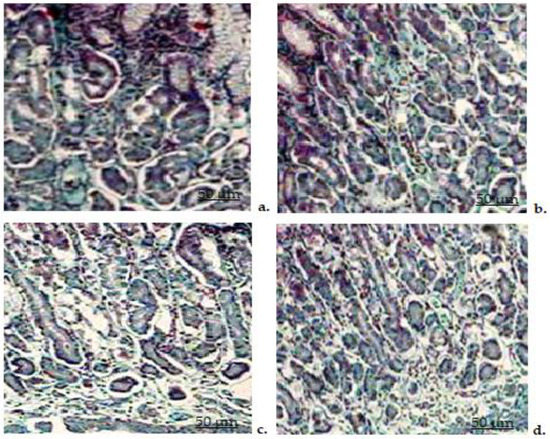 Biomedicines | Free Full-Text | Synthesis, Characterization and Biocompatibility Evaluation of ...