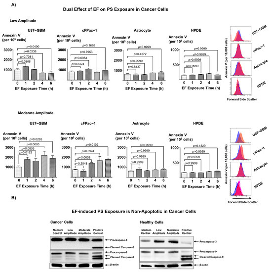 Electric Fields Regulate In Vitro Surface Phosphatidylserine Exposure ...