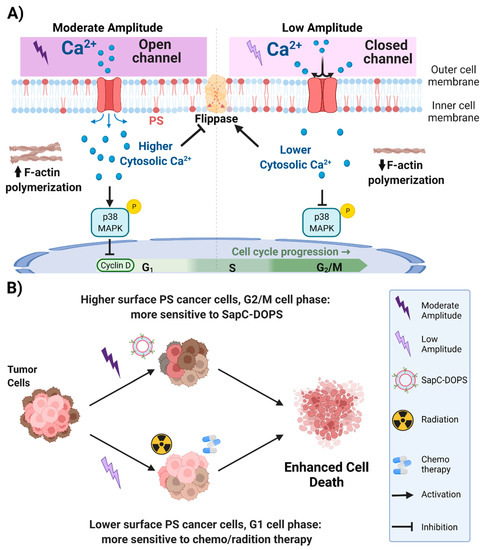 Electric Fields Regulate In Vitro Surface Phosphatidylserine Exposure ...