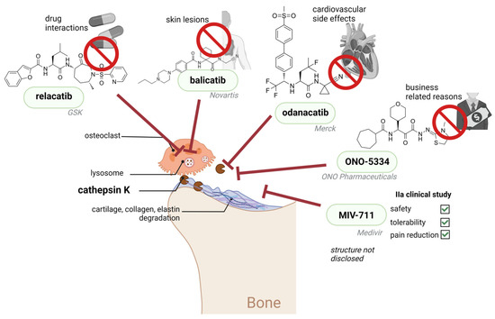 Biomedicines | Free Full-Text | Cysteine Cathepsins as Therapeutic Targets in Immune Regulation ...