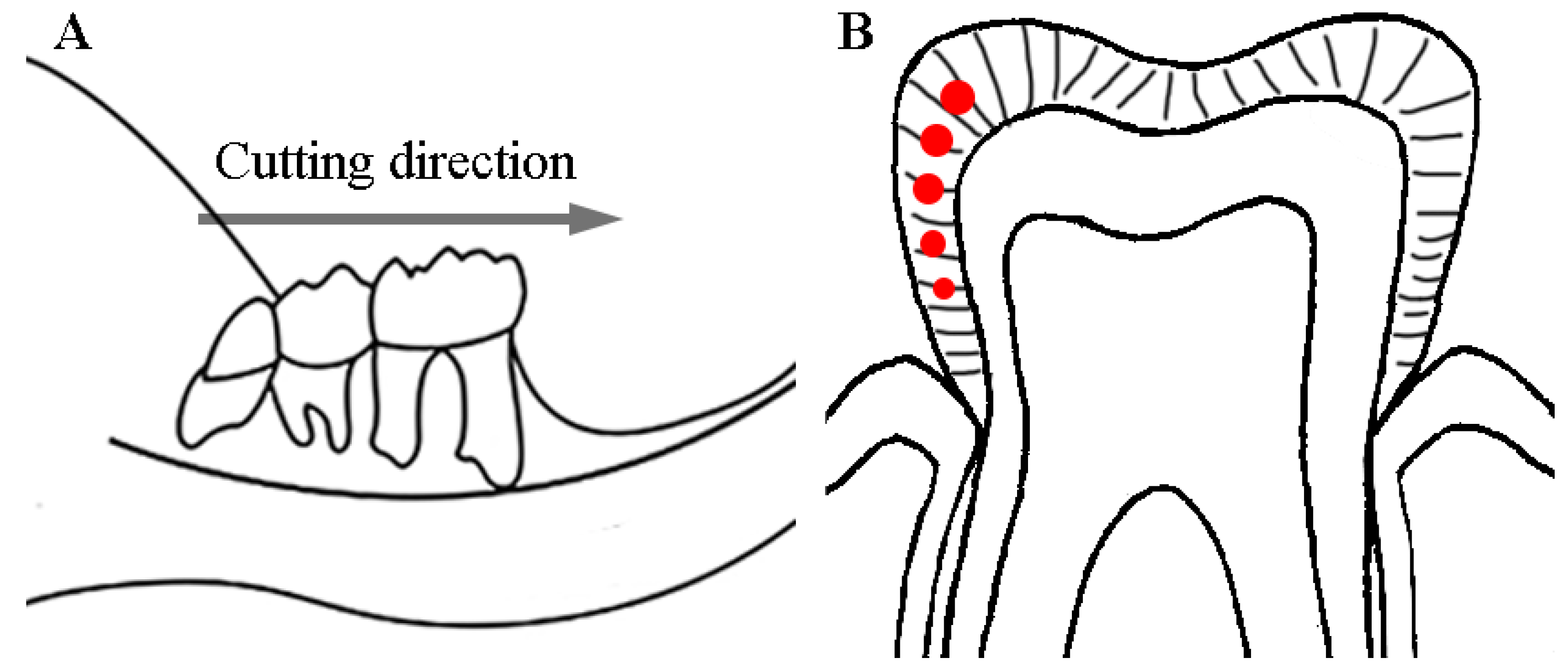 Enamel Structure Defects in Kdf1 Missense Mutation Knock-in Mice