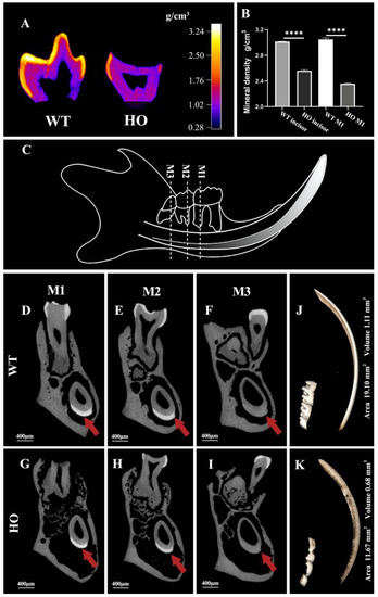 Biomedicines | Free Full-Text | Enamel Structure Defects in Kdf1 ...