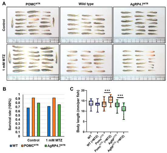 AgRP Neuron-Specific Ablation Represses Appetite, Energy Intake, and ...