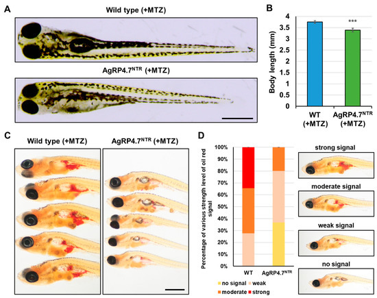 AgRP Neuron-Specific Ablation Represses Appetite, Energy Intake, and ...