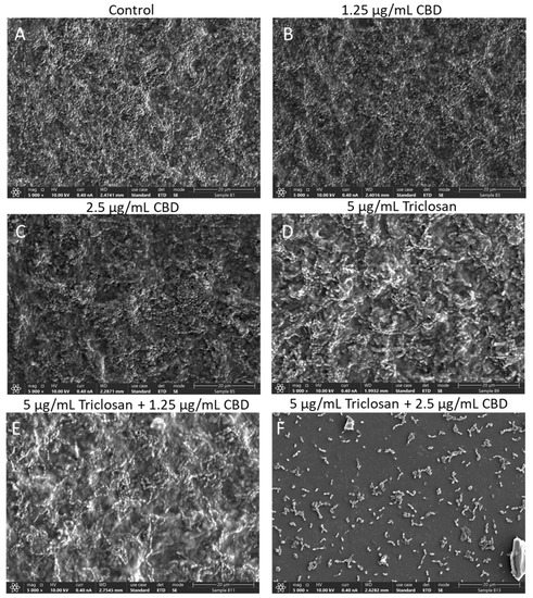Improved Anti-Biofilm Effect against the Oral Cariogenic Streptococcus ...