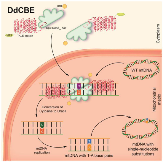 Biomedicines | Free Full-Text | Creation of Mitochondrial Disease ...