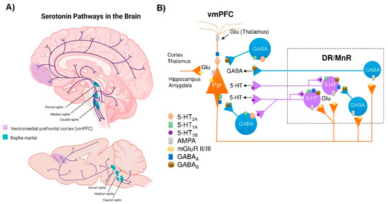 Serotonin Pathway In The Brain