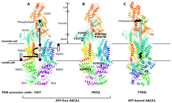 Biomedical Advances in ABCA1 Transporter: From Bench to Bedside