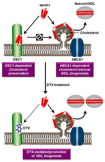 Biomedical Advances in ABCA1 Transporter: From Bench to Bedside