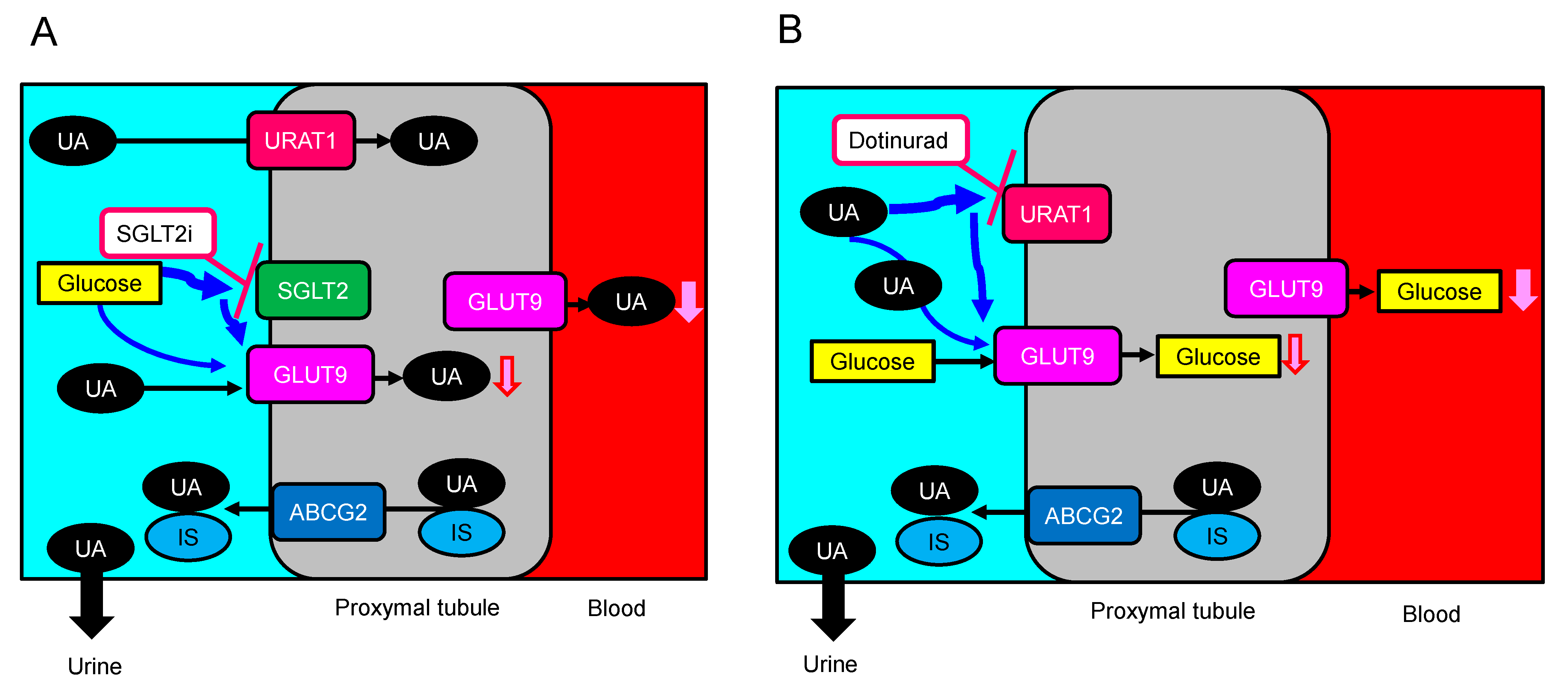Biomedicines | Free Full-Text | Urate Transporter 1 Can Be a Therapeutic Target Molecule for ...