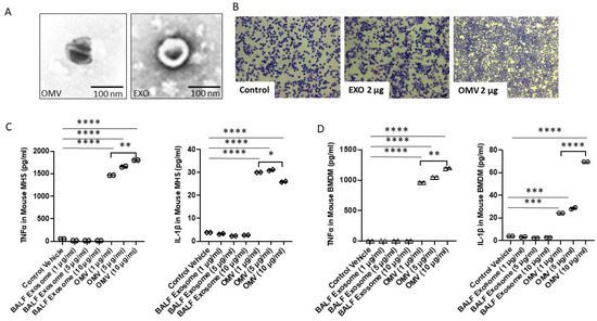 Biomedicines | Free Full-Text | Bacterial Outer Membrane Vesicles ...
