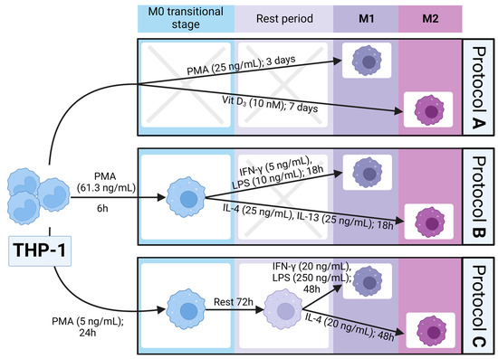 Transcriptomic Analysis of Macrophage Polarization Protocols: Vitamin D3 or IL-4 and IL-13 Do ...
