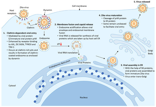 Immune Recognition versus Immune Evasion Systems in Zika Virus Infection