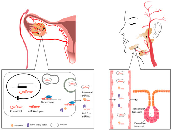 Circulating Biomarkers for Cancer Detection: Could Salivary microRNAs ...