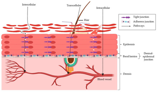 Current Development of Chemical Penetration Enhancers for Transdermal ...