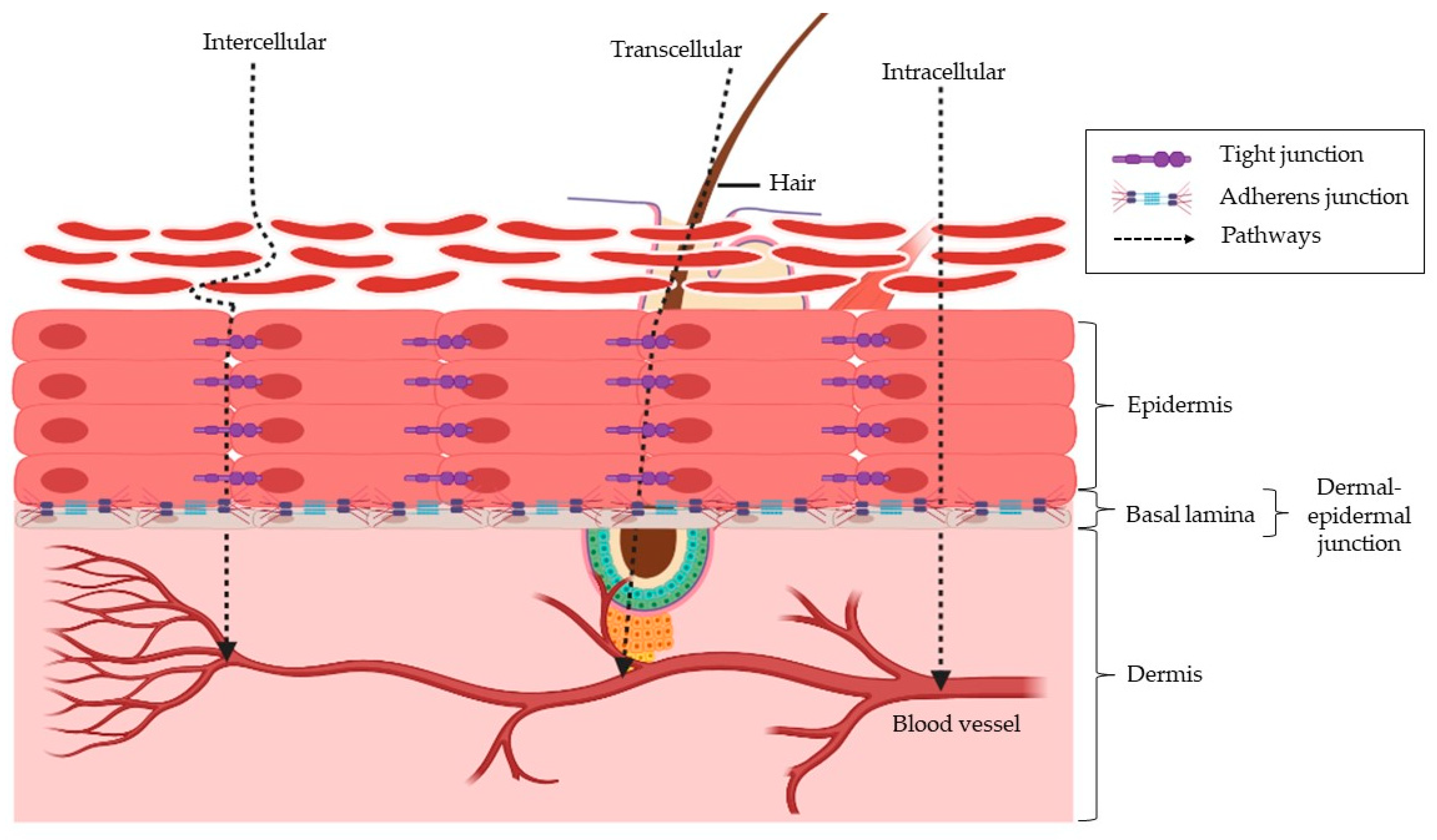 Skin Drug Administration