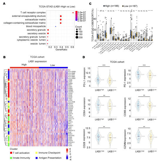 Prognostic Value of Liver Kinase B1 (LKB1) in Gastric Cancer-Associated ...