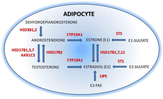 Estrogen Classical Pathway Receptor