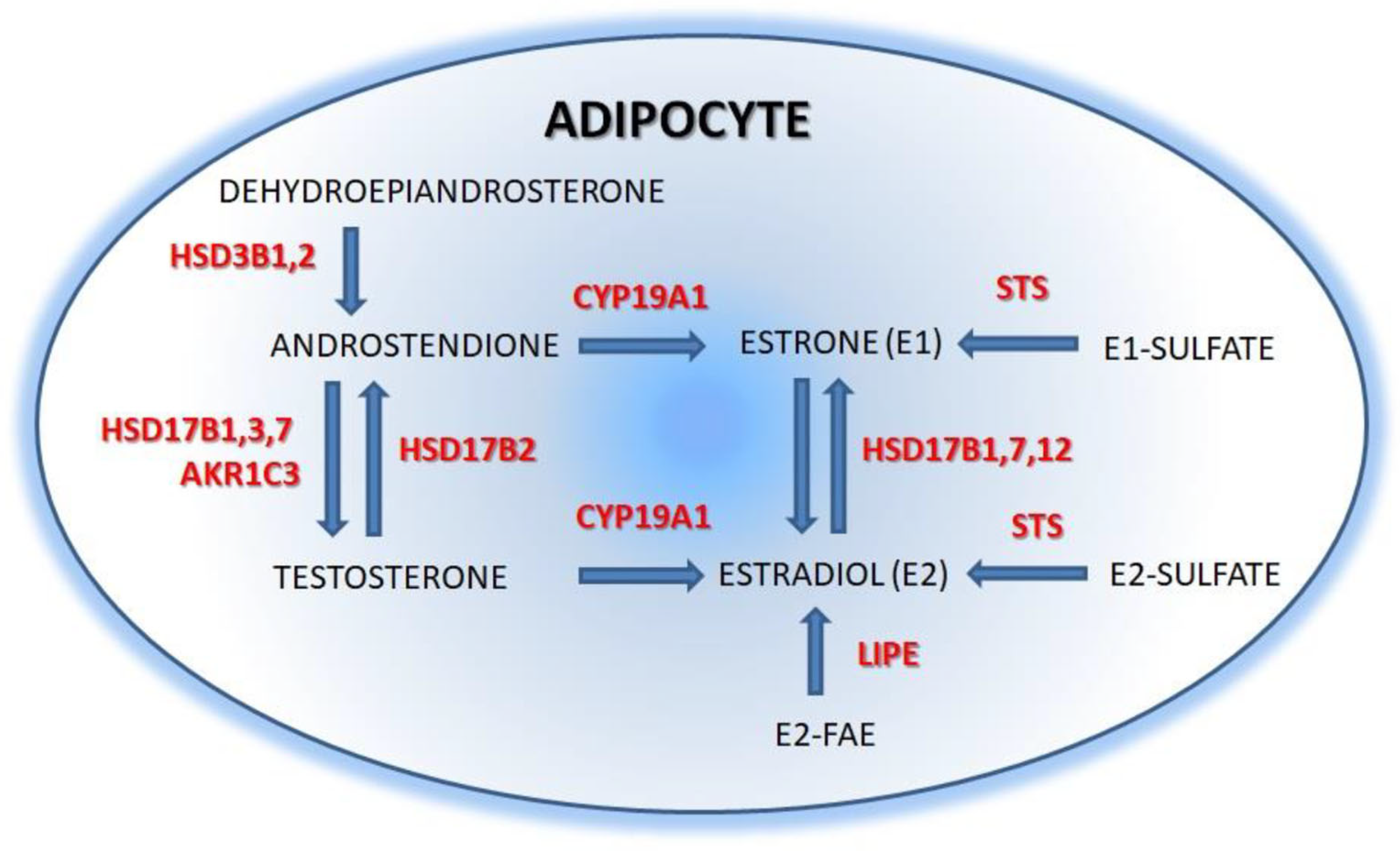 Biomedicines Free Full Text Estrogens In Adipose Tissue Physiology