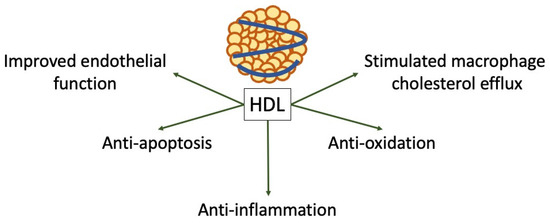 HDL-Based Therapy: Vascular Protection at All Stages