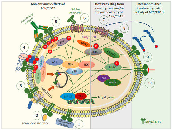 The Role of the Ectopeptidase APN/CD13 in Cancer