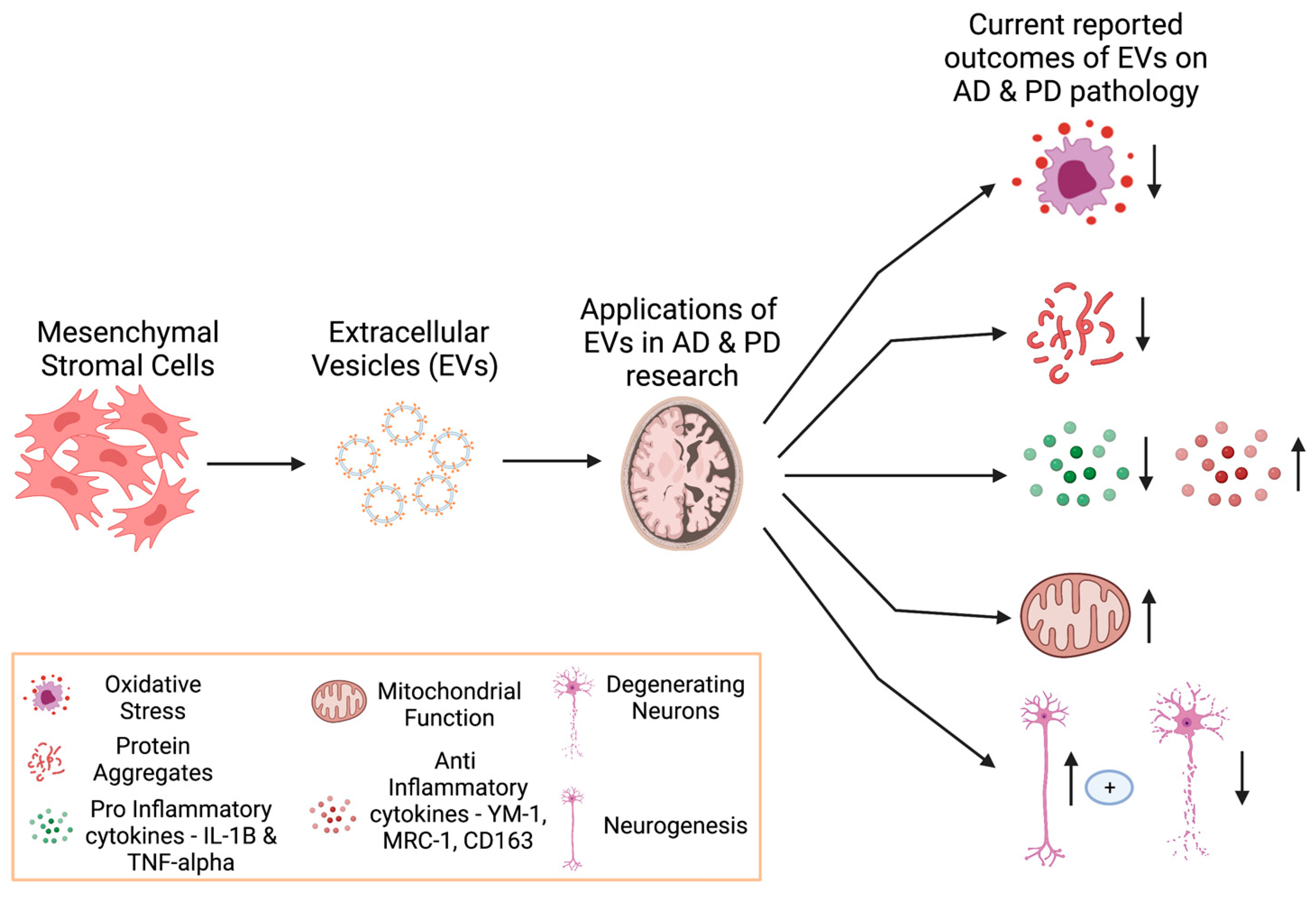 Extracellular Vesicles, Cell-Penetrating Peptides and miRNAs as Future ...