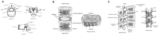 Differentiating Lumbar Spinal Etiology from Peripheral Plexopathies