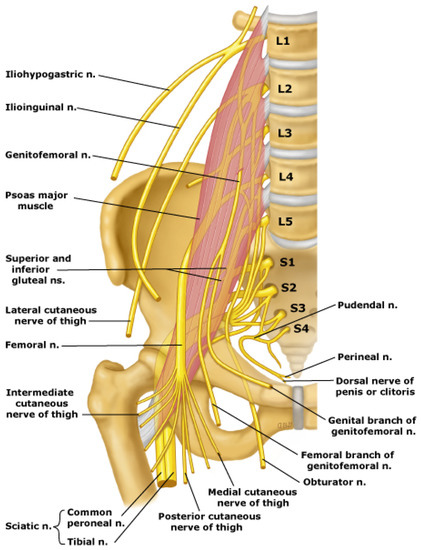 Lumbar Plexus