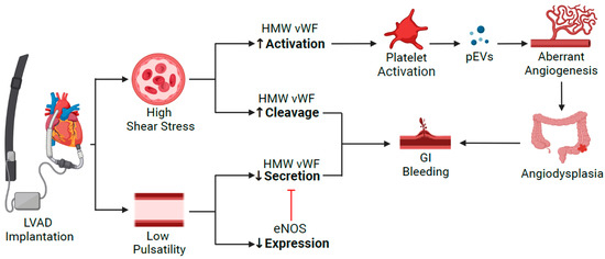 Vascular Function in Continuous Flow LVADs: Implications for Clinical ...