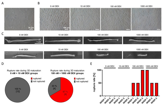 Dexamethasone Is Not Sufficient to Facilitate Tenogenic Differentiation ...
