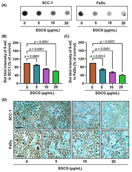 Epigallocatechin Gallate (EGCG), an Active Phenolic Compound of Green ...