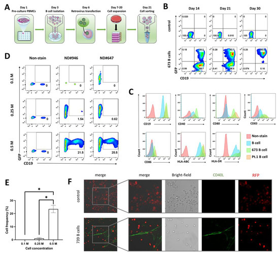 Immortalized B Cells Transfected with mRNA of Antigen Fused to MITD ...