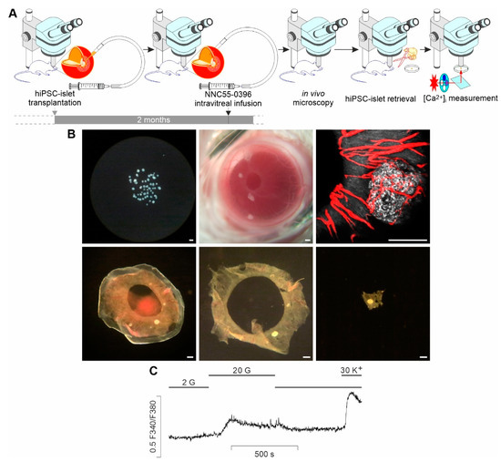 In Vivo CaV3 Channel Inhibition Promotes Maturation of Glucose ...