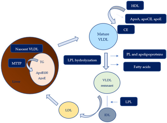 Hyperlipidemia and Cardiovascular Risk in Children and Adolescents