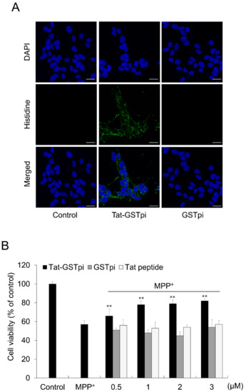 Tat-GSTpi Inhibits Dopaminergic Cells against MPP+-Induced Cellular ...