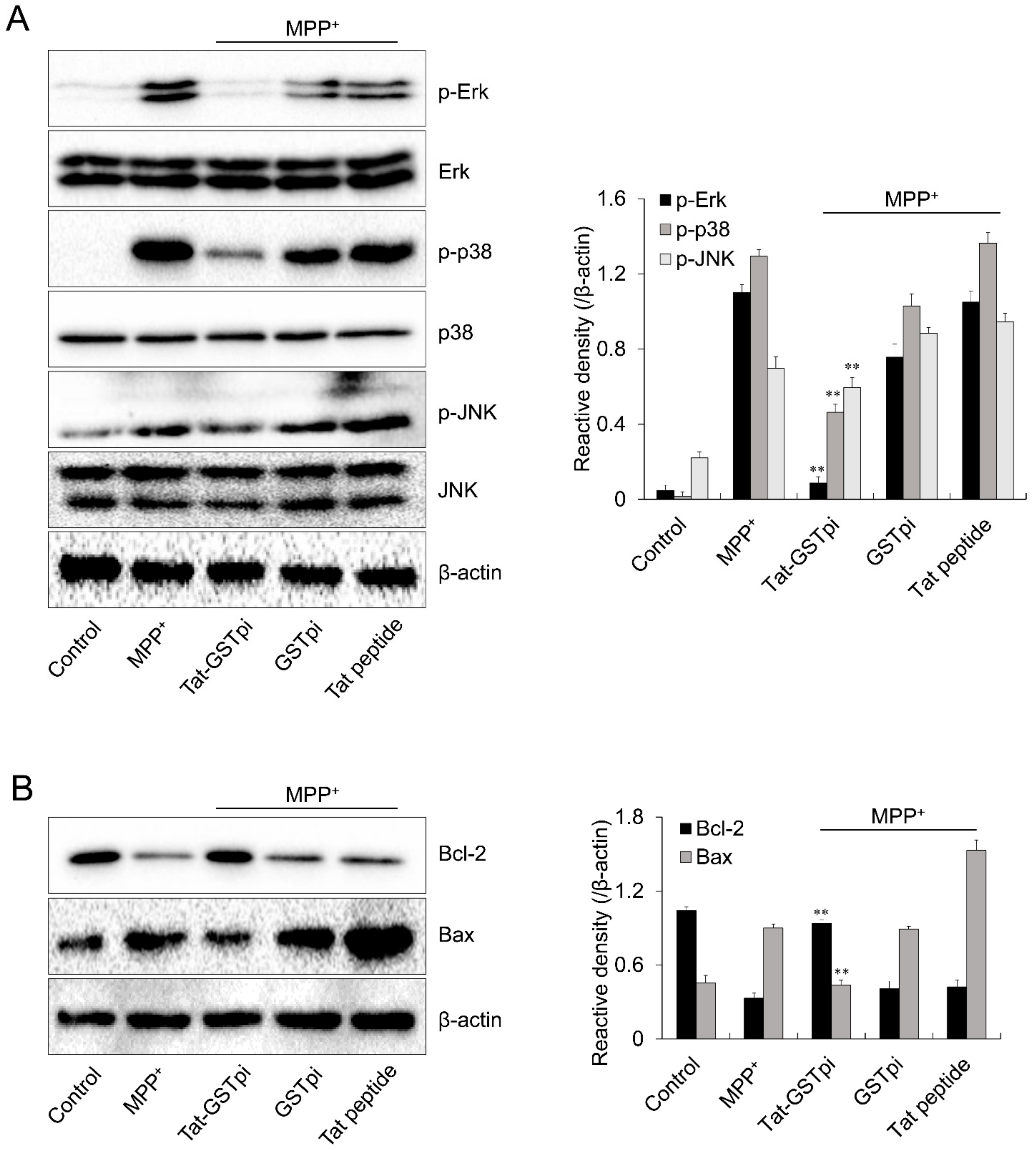 Tat-GSTpi Inhibits Dopaminergic Cells against MPP+-Induced Cellular ...