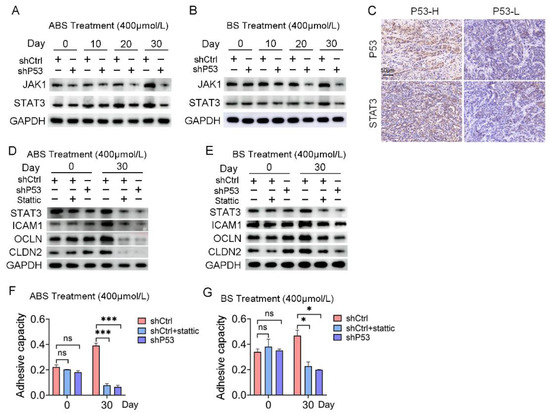 P53 Deficiency Accelerate Esophageal Epithelium Intestinal Metaplasia ...