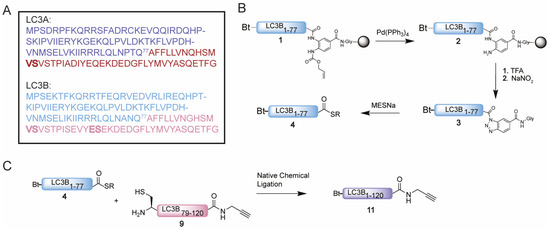 Total Chemical Synthesis of LC3A and LC3B Activity-Based Probes
