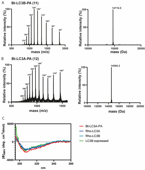 Total Chemical Synthesis of LC3A and LC3B Activity-Based Probes
