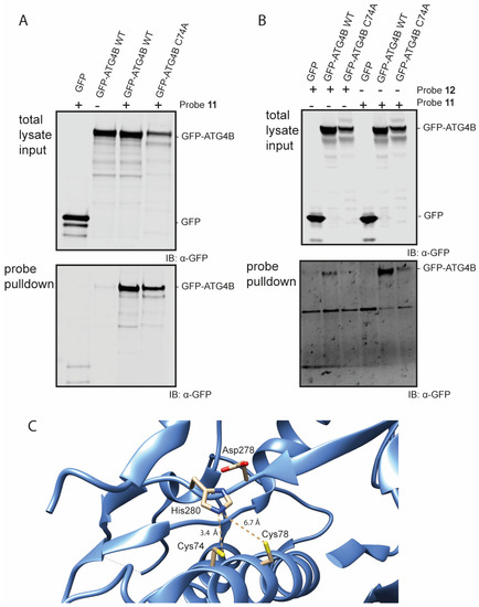 Total Chemical Synthesis of LC3A and LC3B Activity-Based Probes