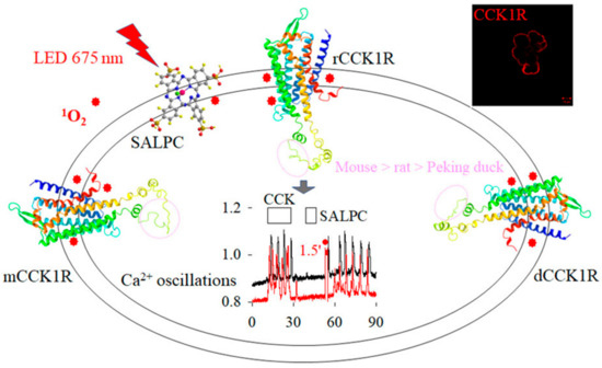 Photodynamic Activation of Cholecystokinin 1 Receptor Is Conserved in ...