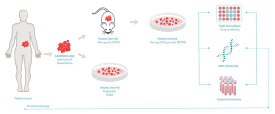 Pancreatic Cancer Organoids: An Emerging Platform for Precision Medicine?
