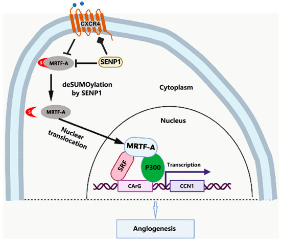 Knockdown SENP1 Suppressed the Angiogenic Potential of Mesenchymal Stem ...