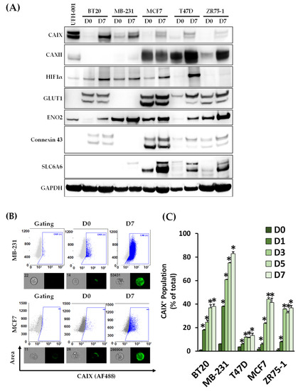 Exploring the Role of Hypoxia-Inducible Carbonic Anhydrase IX (CAIX) in ...