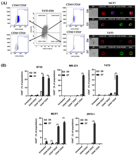 Exploring the Role of Hypoxia-Inducible Carbonic Anhydrase IX (CAIX) in ...