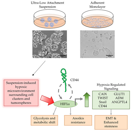 Exploring the Role of Hypoxia-Inducible Carbonic Anhydrase IX (CAIX) in ...